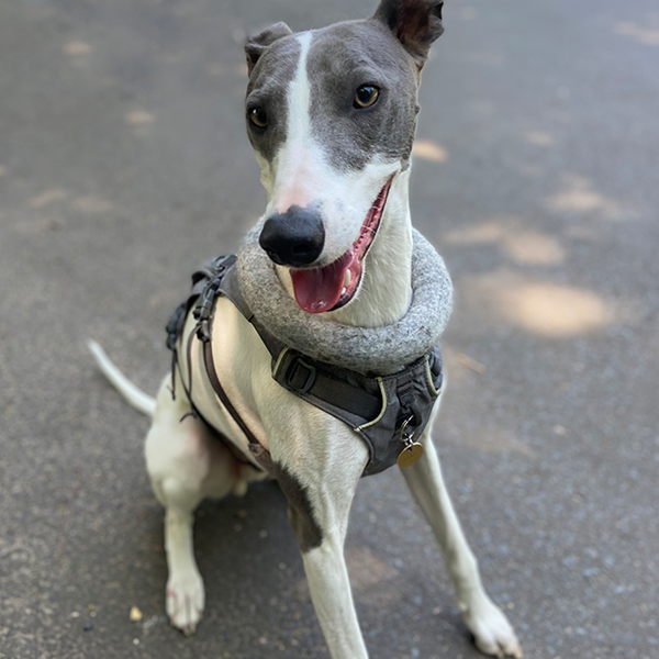 Sparkly Tails | Sustainable Dog Products | Free delivery +£25