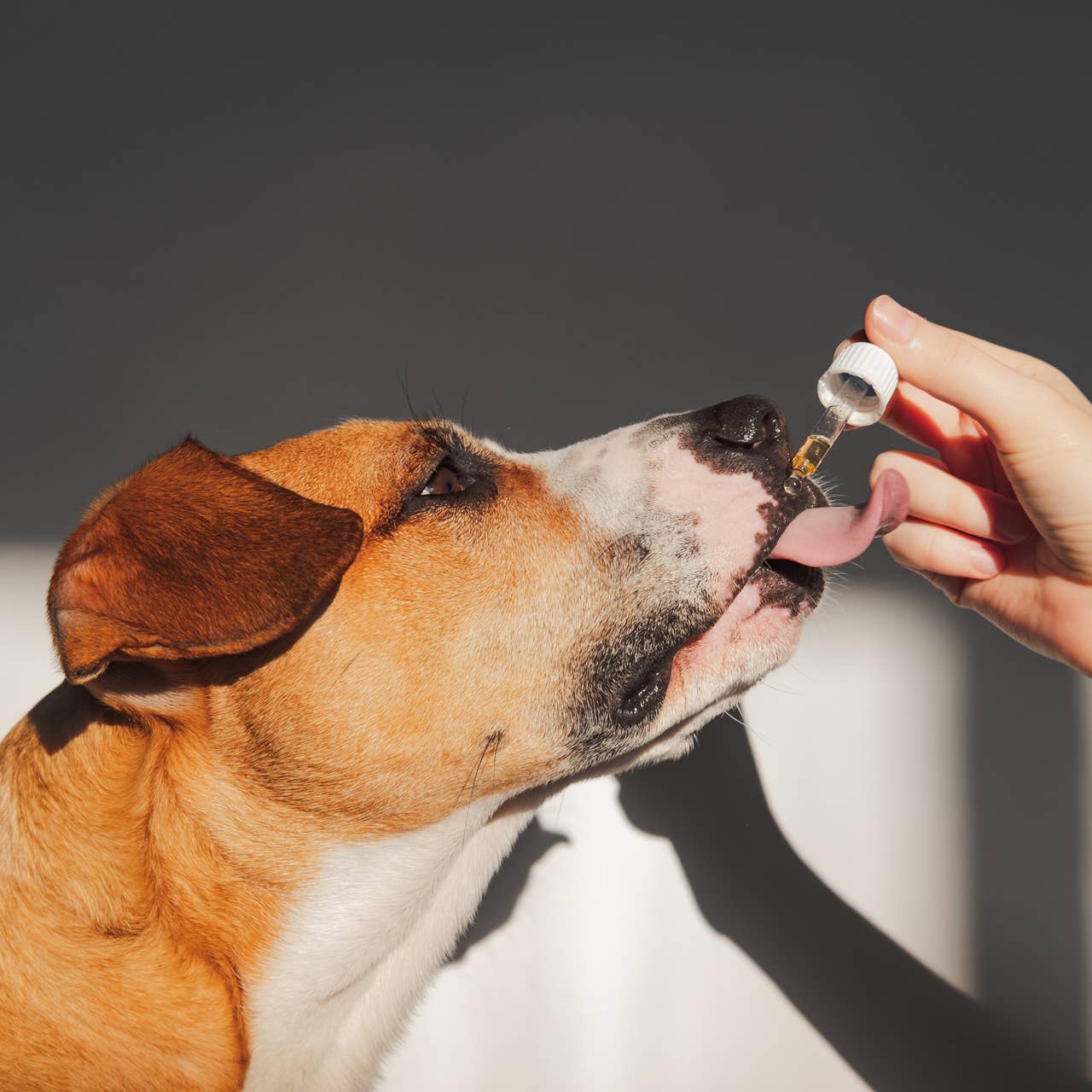 Dog Vitamins And Supplements – Sparkly Tails