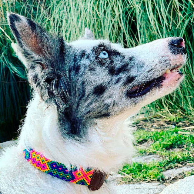 Charro Dog Necklace – Sparkly Tails
