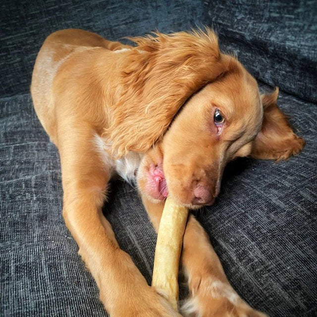 Premium Beef Tails – Sparkly Tails