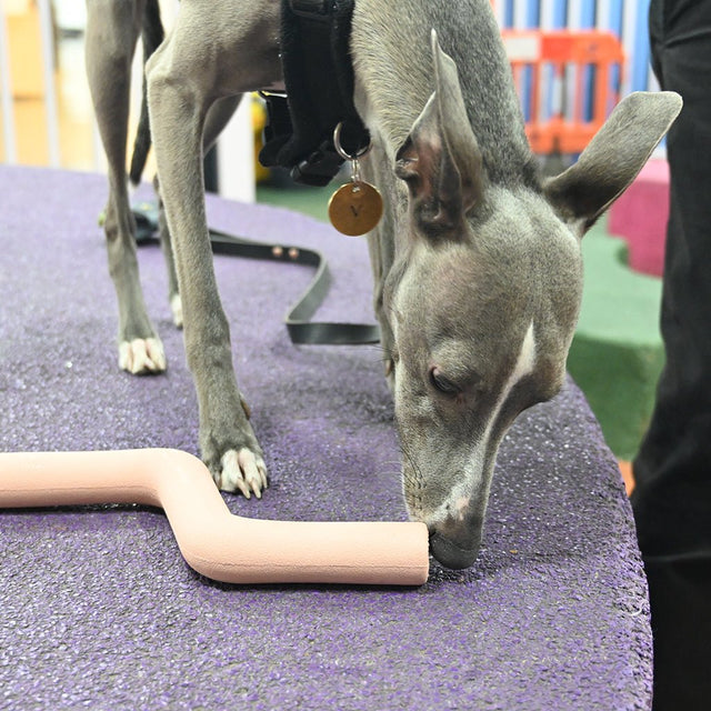 Natural Rubber Thunder Tube, Dog Enrichment Toy – Sparkly Tails